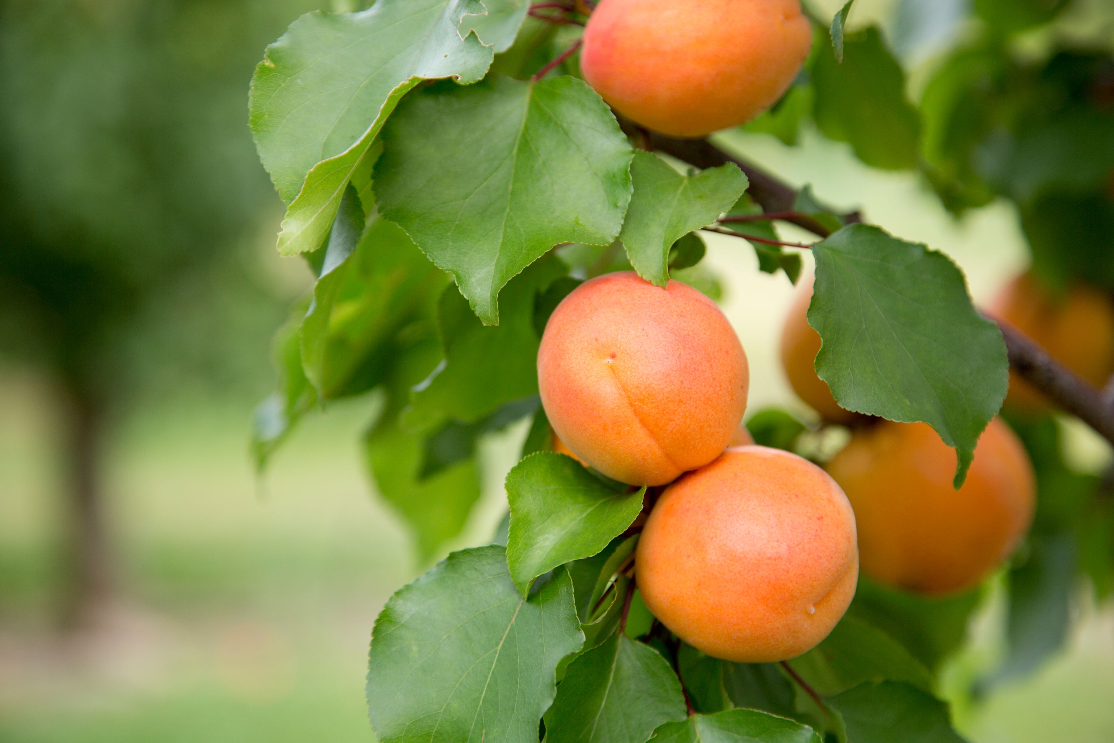 Plant varieties · Plant & Food Research