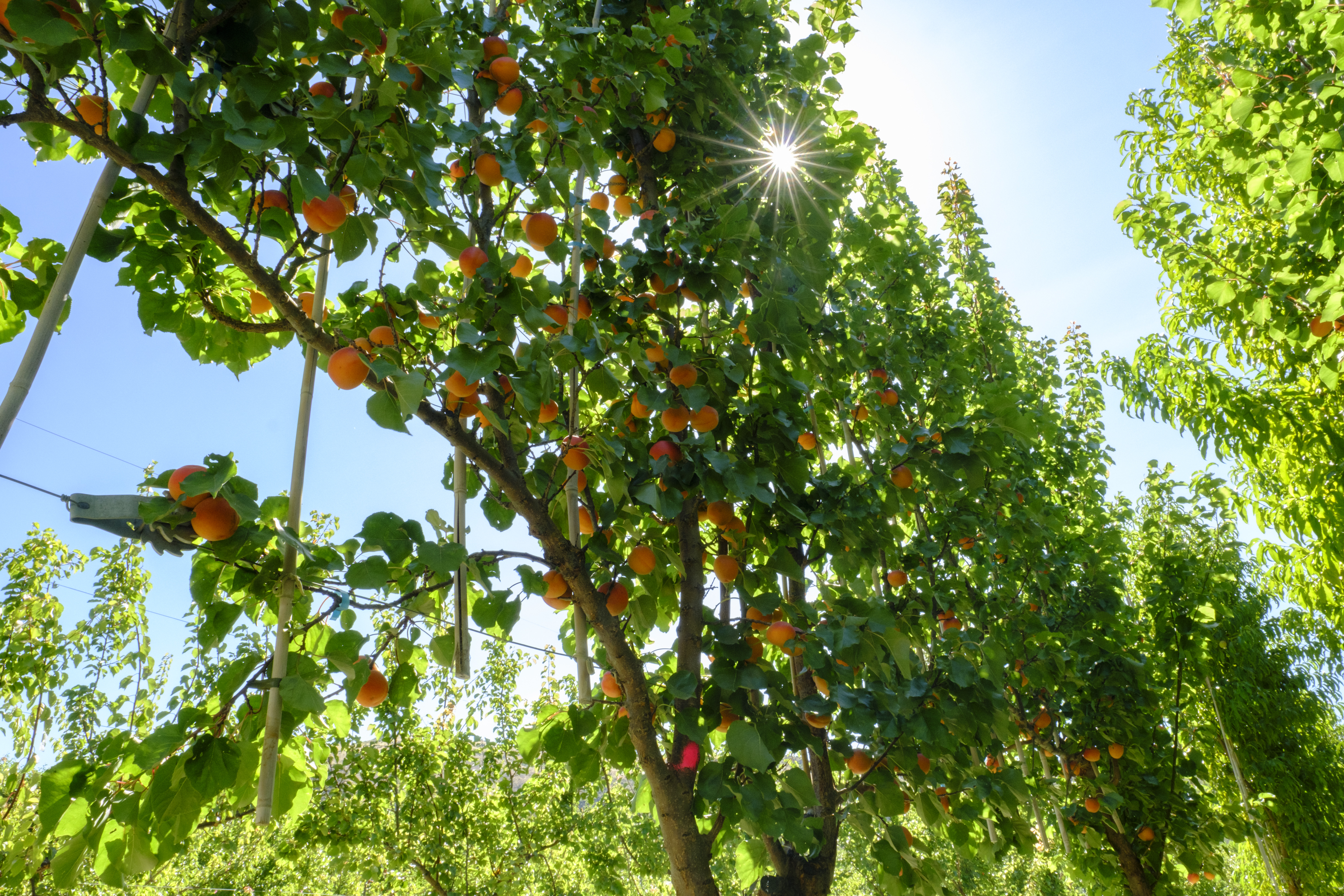 Summerfruit industry exploring ‘robot ready’ planting system · Plant ...