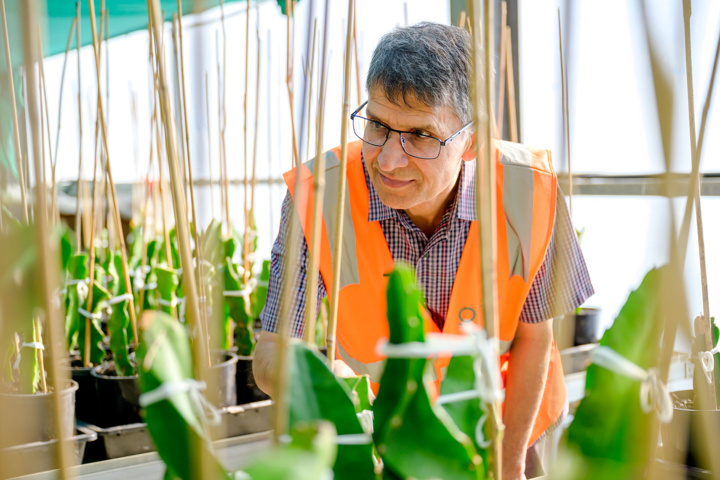 New plant cultivars · Plant & Food Research