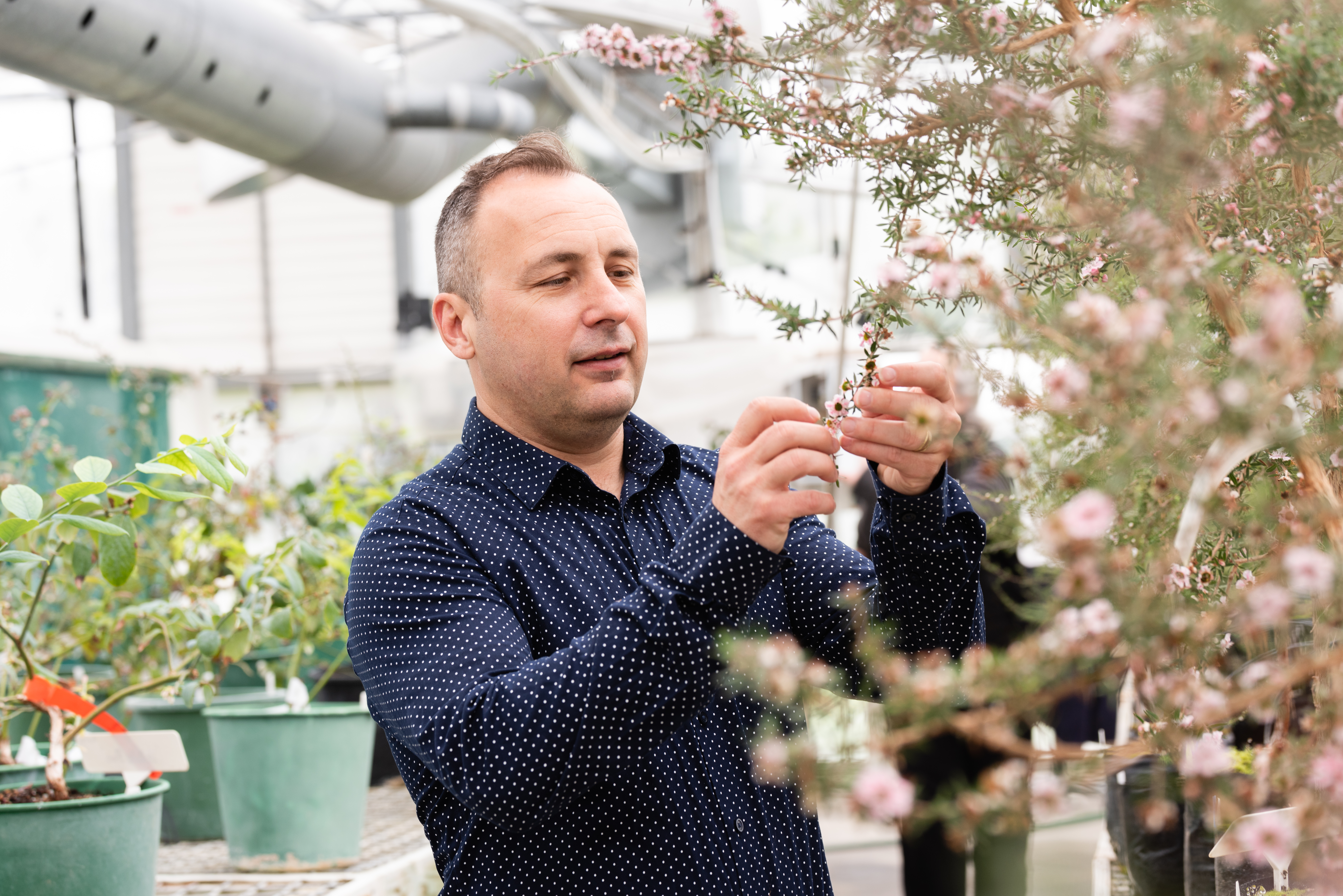 David Chagné: mānuka honey as the new Champagne · Plant & Food Research