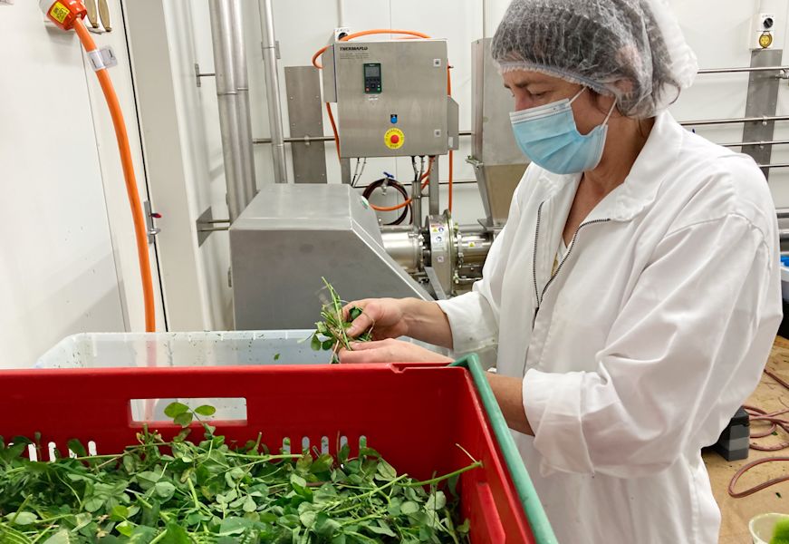 Creating New Zealand-made aquafeeds for sustainable aquaculture · Plant ...