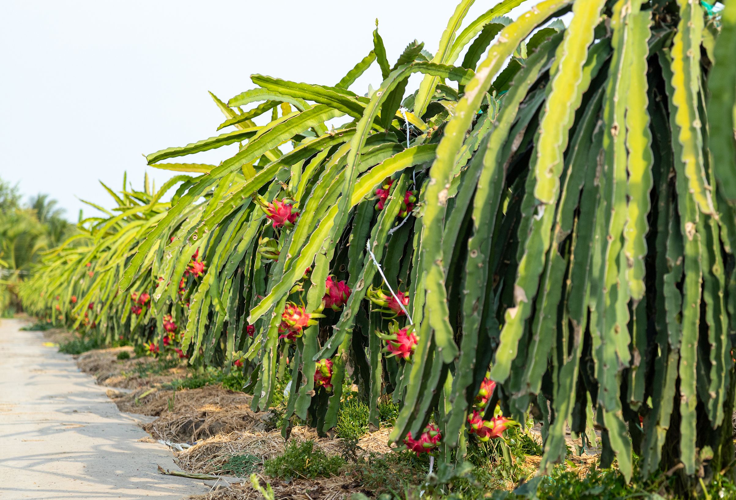 Industry insight - the mighty dragon fruit · Plant & Food Research