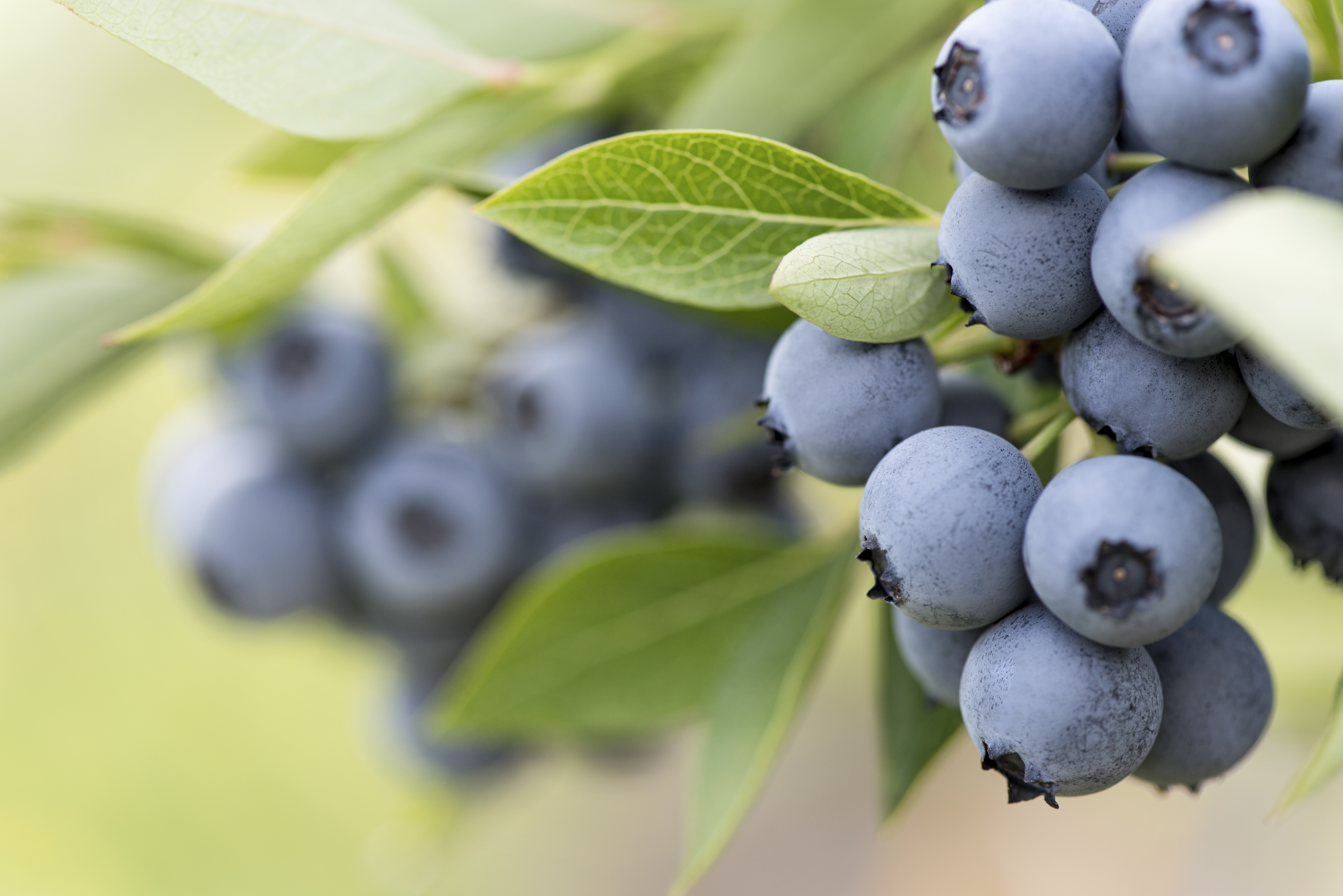 New Zealand joins blueberry genome initiative · Plant & Food Research
