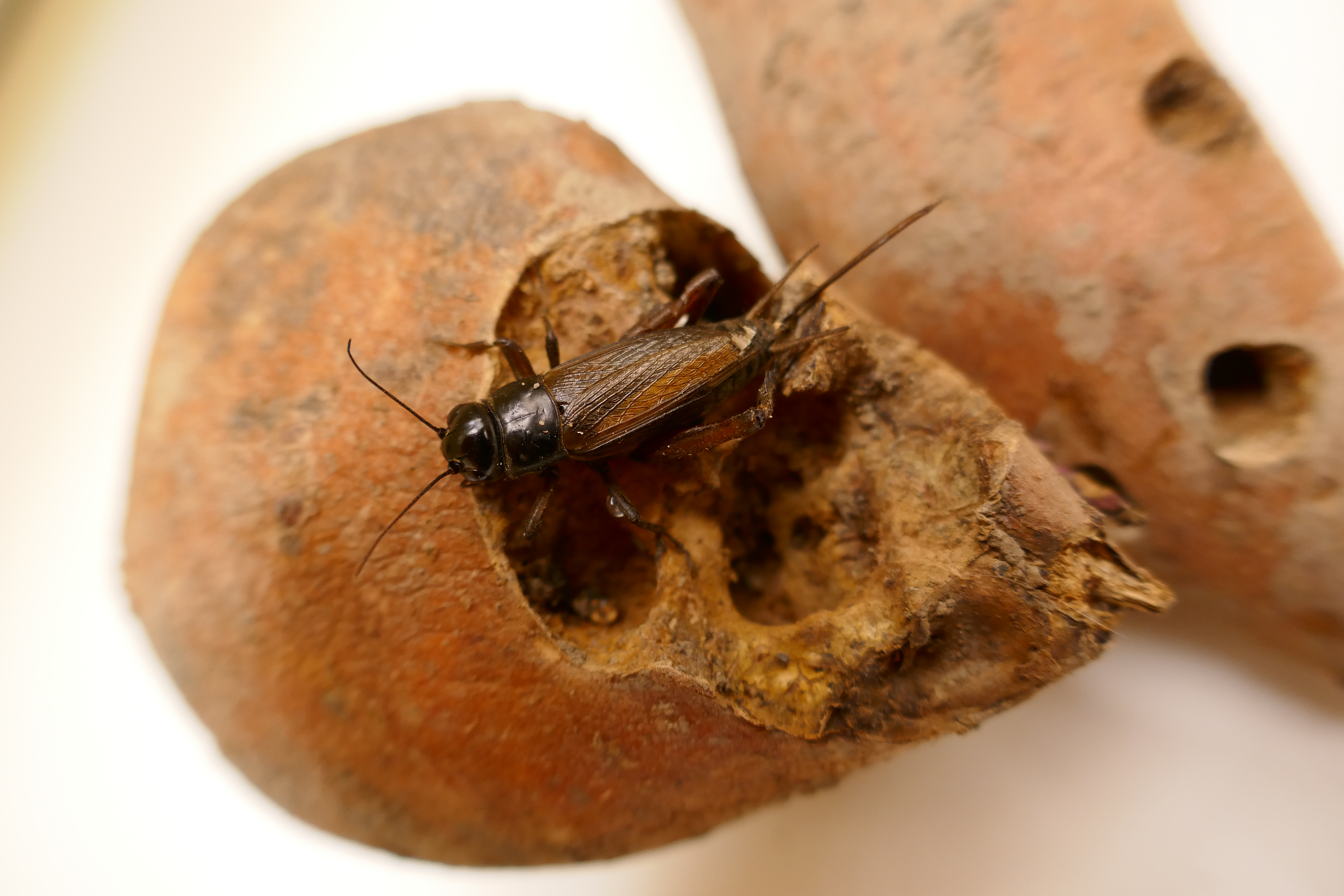 Call of the crickets · Plant & Food Research
