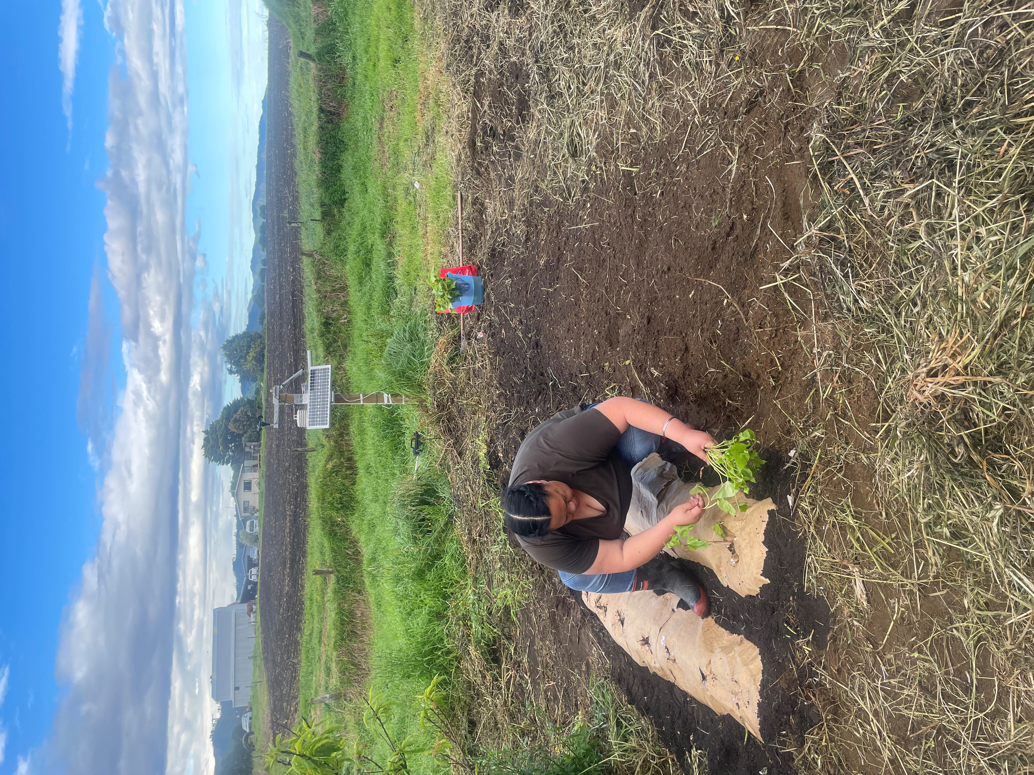 Trial crops planted as part of Māori agribusiness project in eastern ...