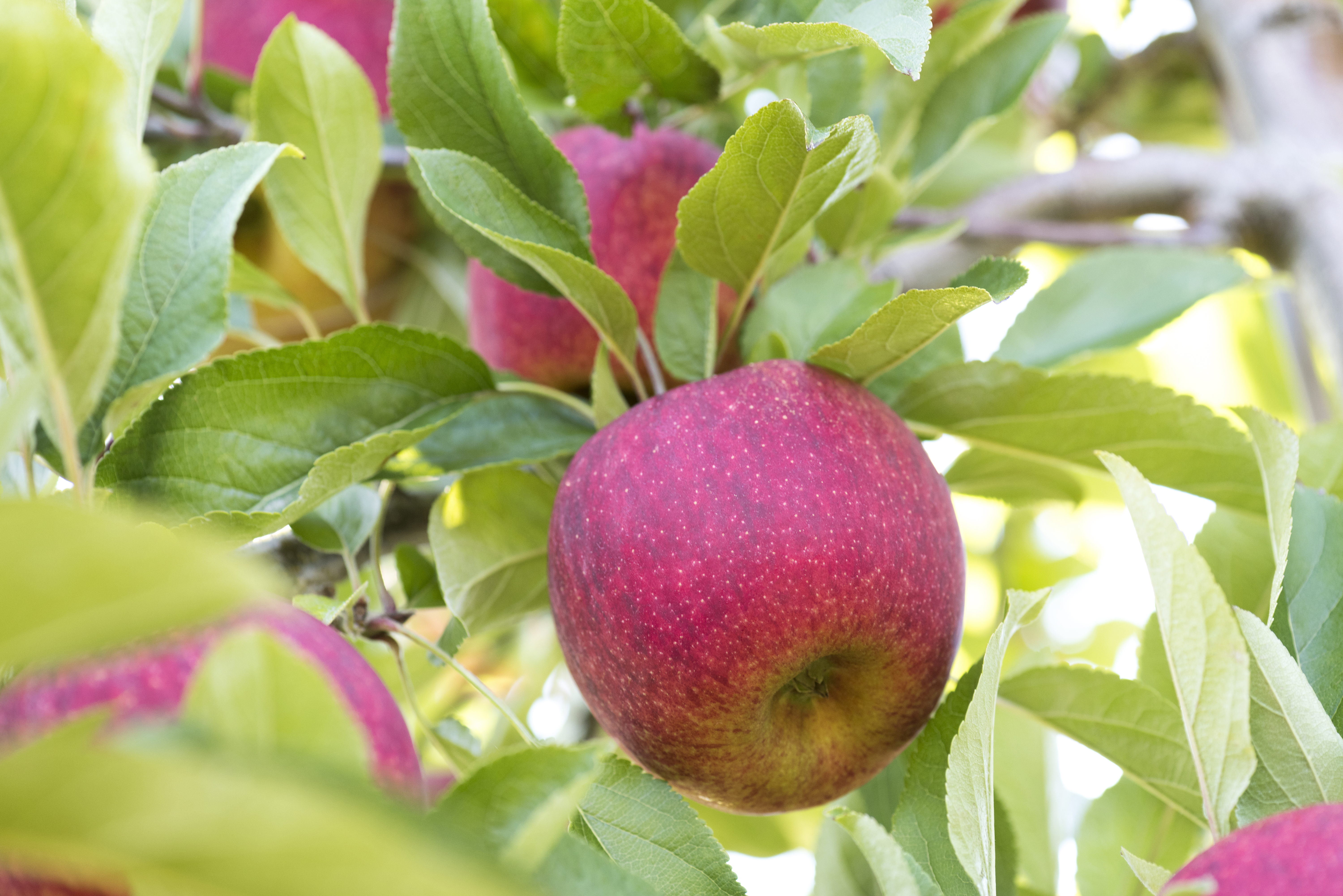 Climate change impacts on apple · Plant & Food Research