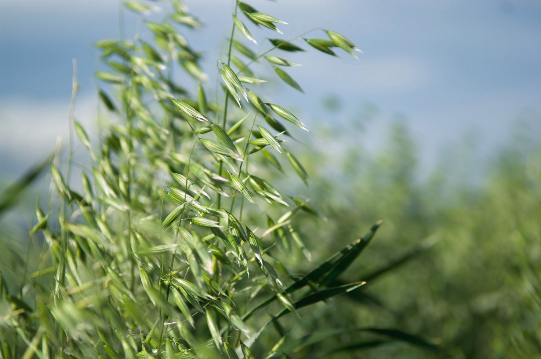 Our plant collections · Plant & Food Research