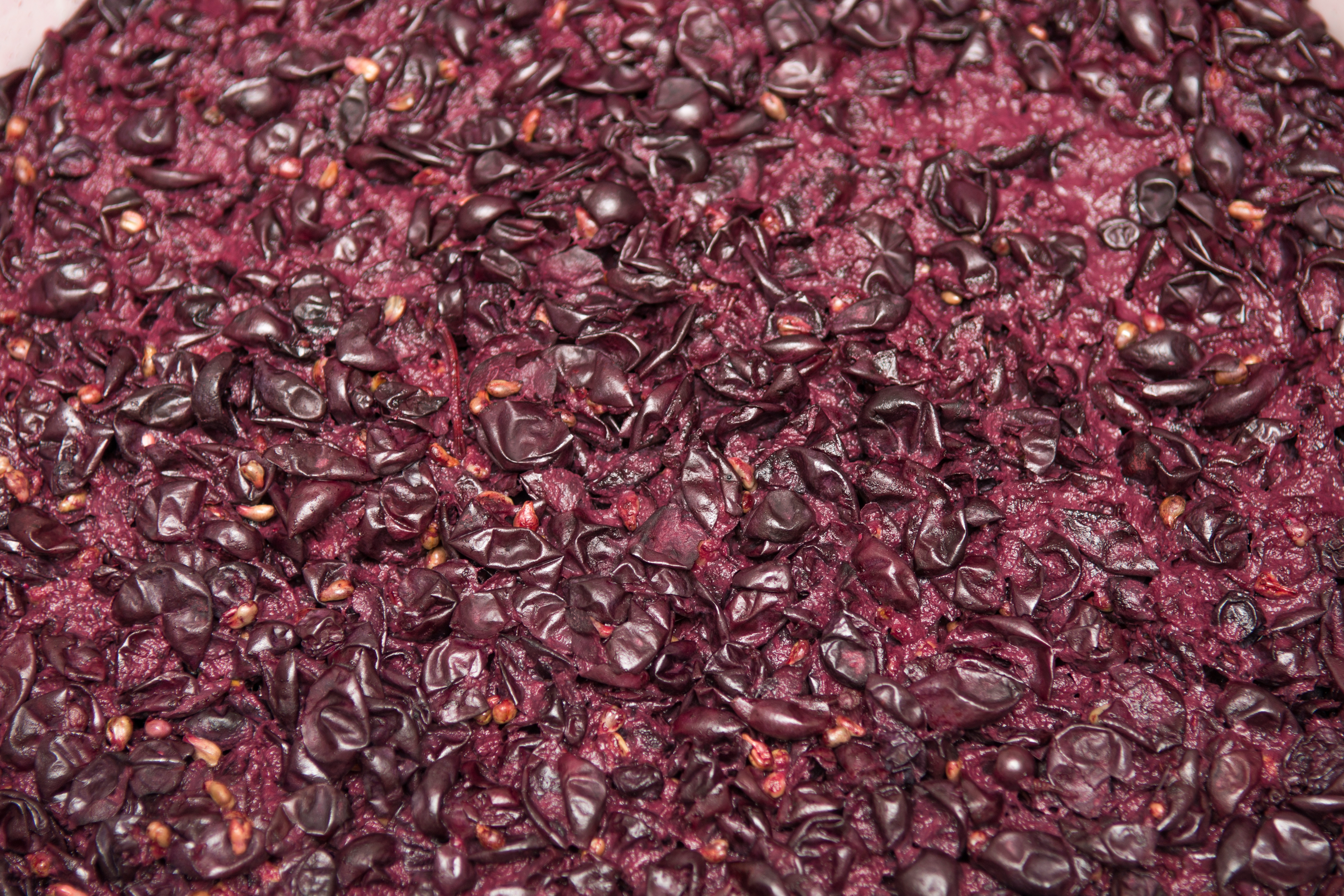 Unripe grapes, a ripe area for research · Plant & Food Research