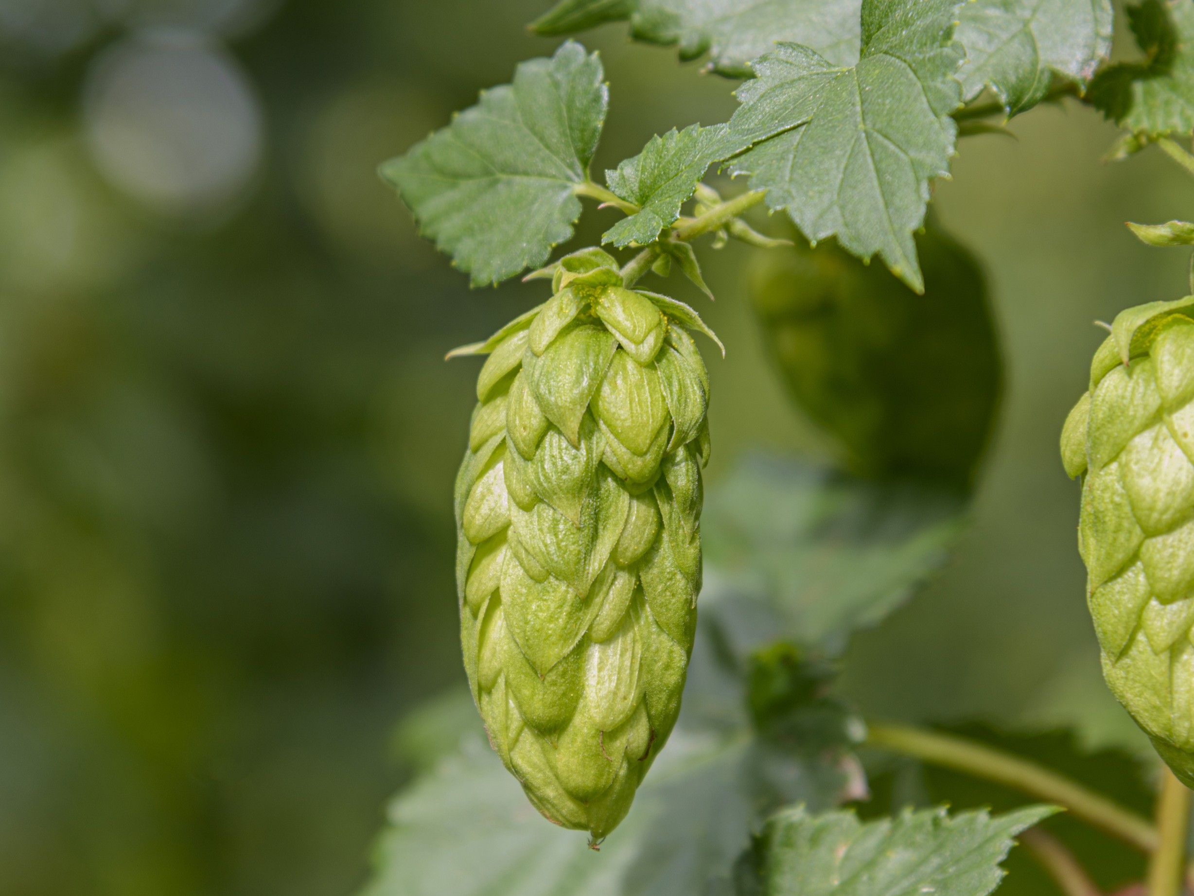 Next-generation NZ hop variety launched for brewing industry · Plant ...