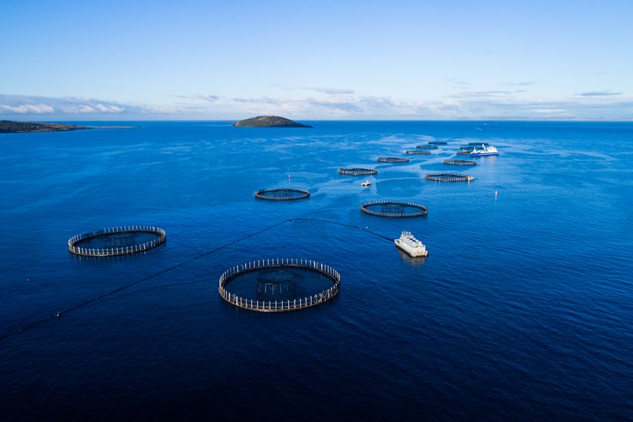 Plant & Food Research joins Blue Economy CRC project exploring the use ...
