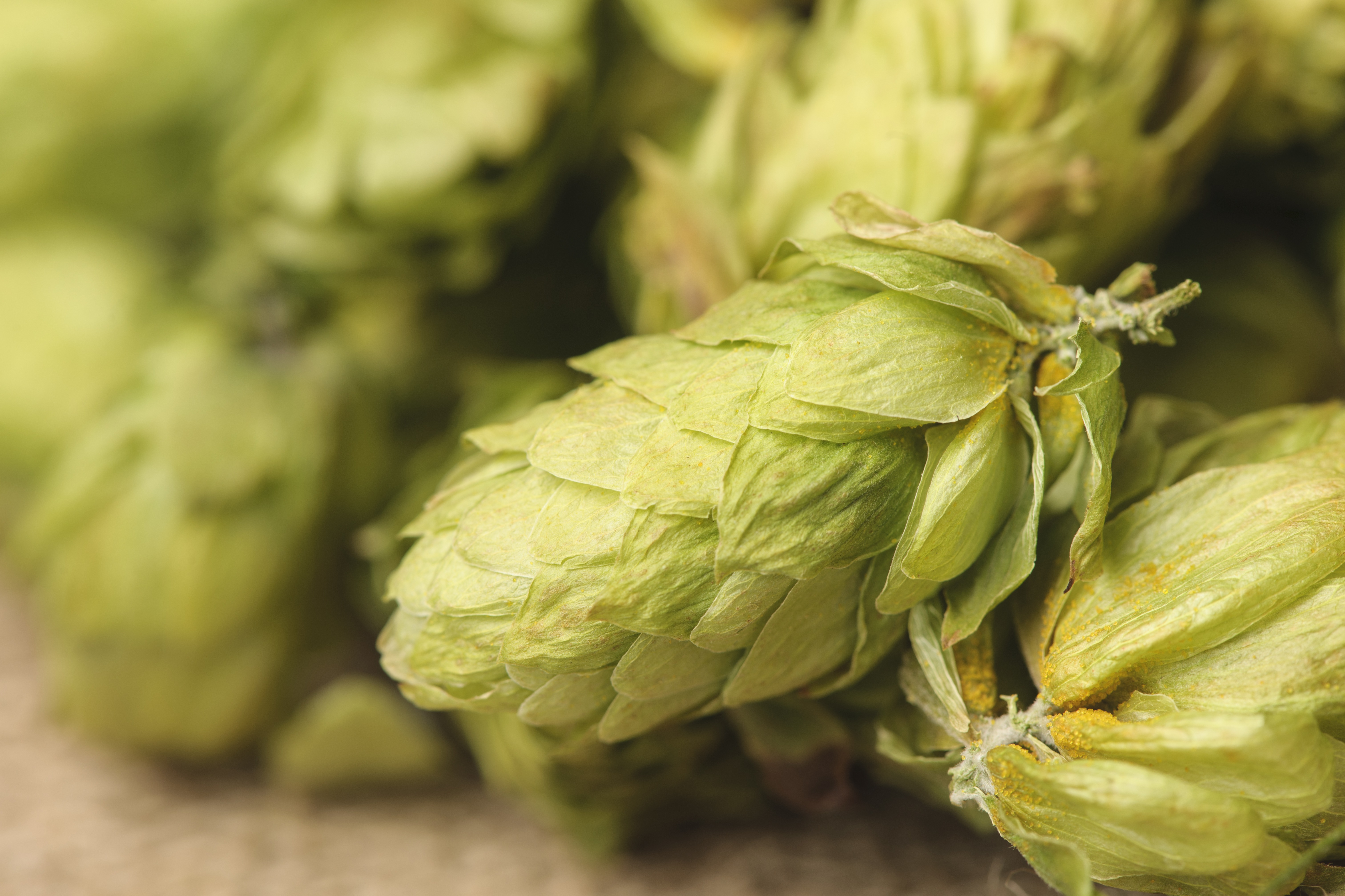New Zealand hops extract research study · Plant & Food Research
