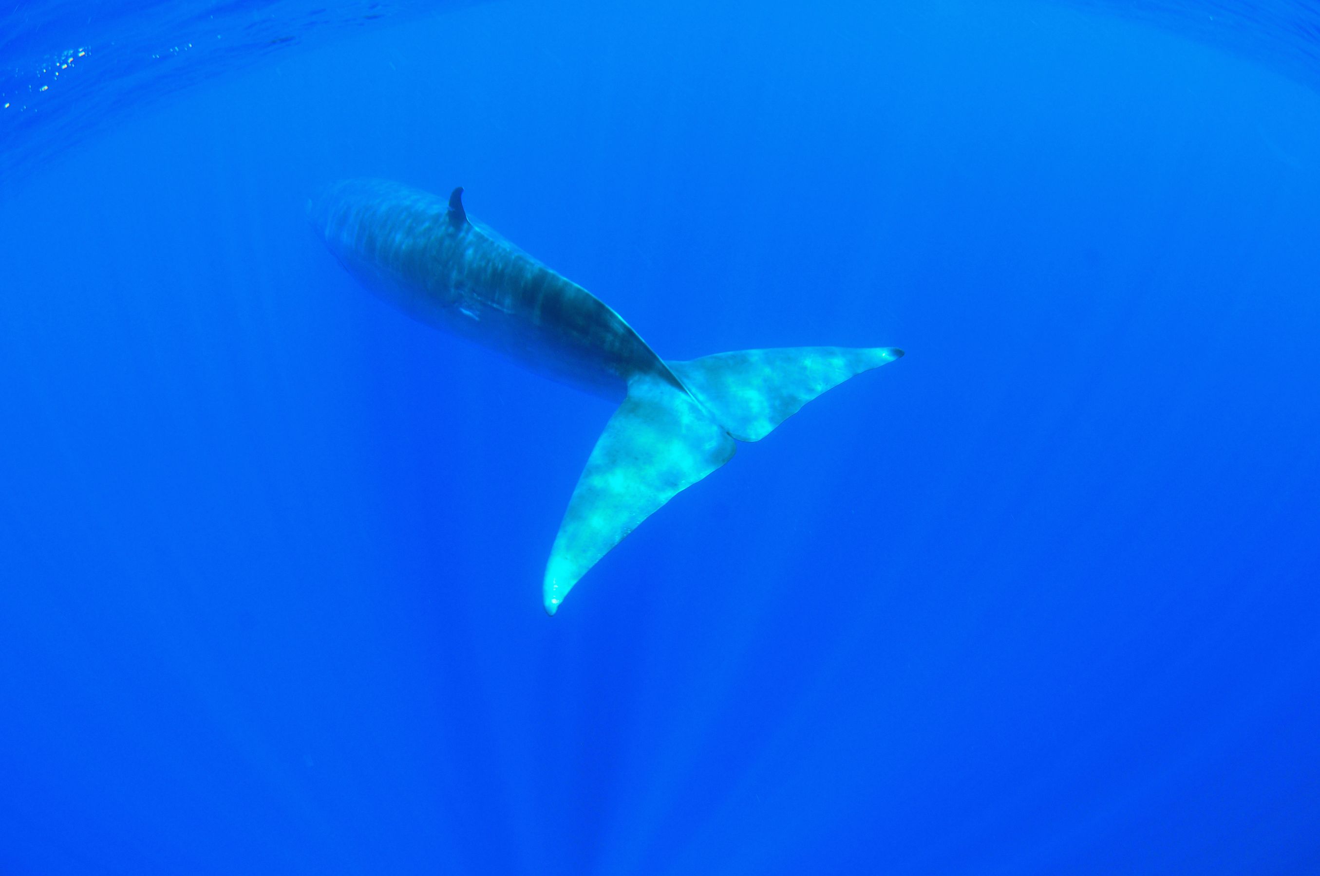 Whale Tales Art Trail 2022 · Plant & Food Research