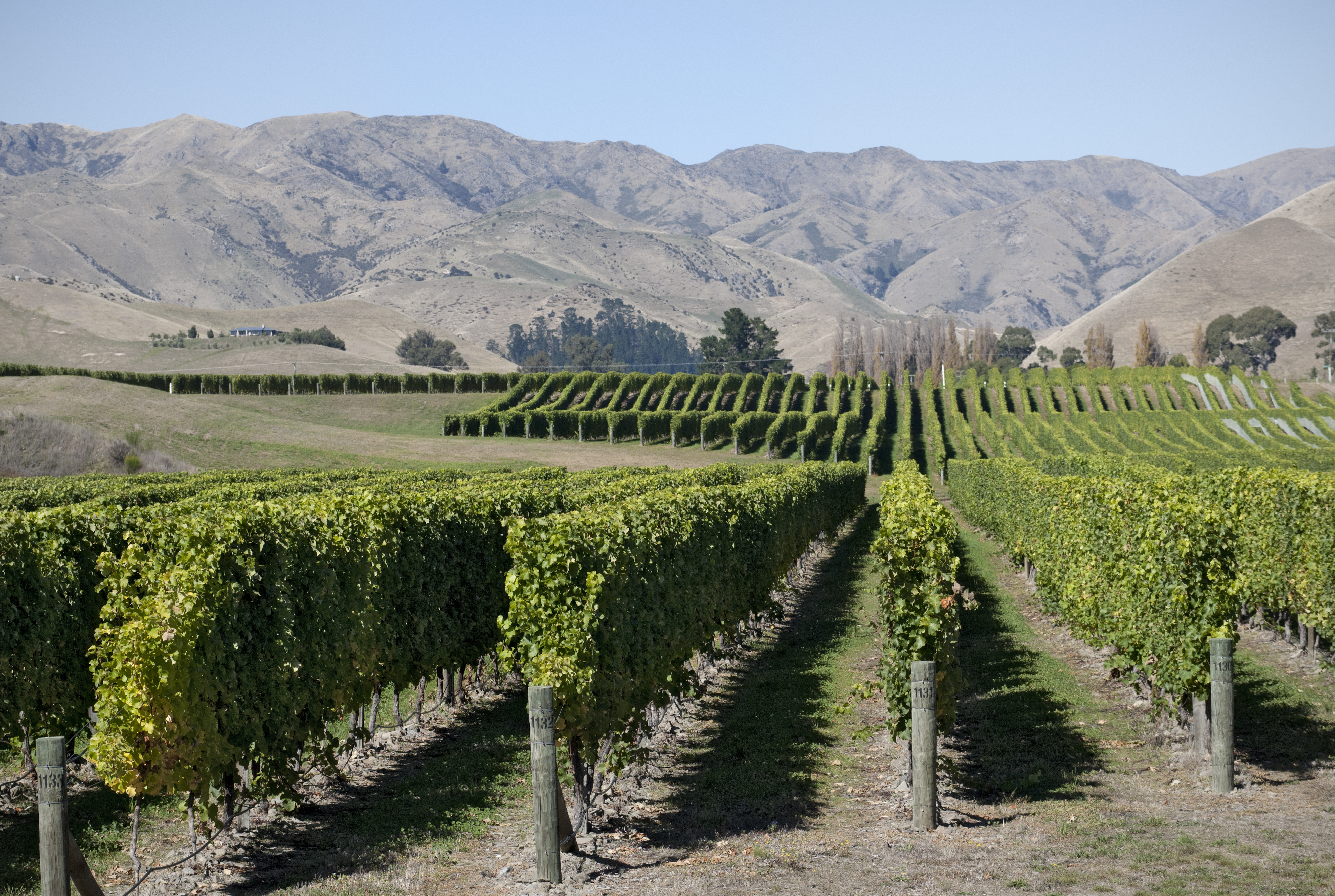 Many steps to managing Botrytis bunch rot in grapevines · Plant & Food ...