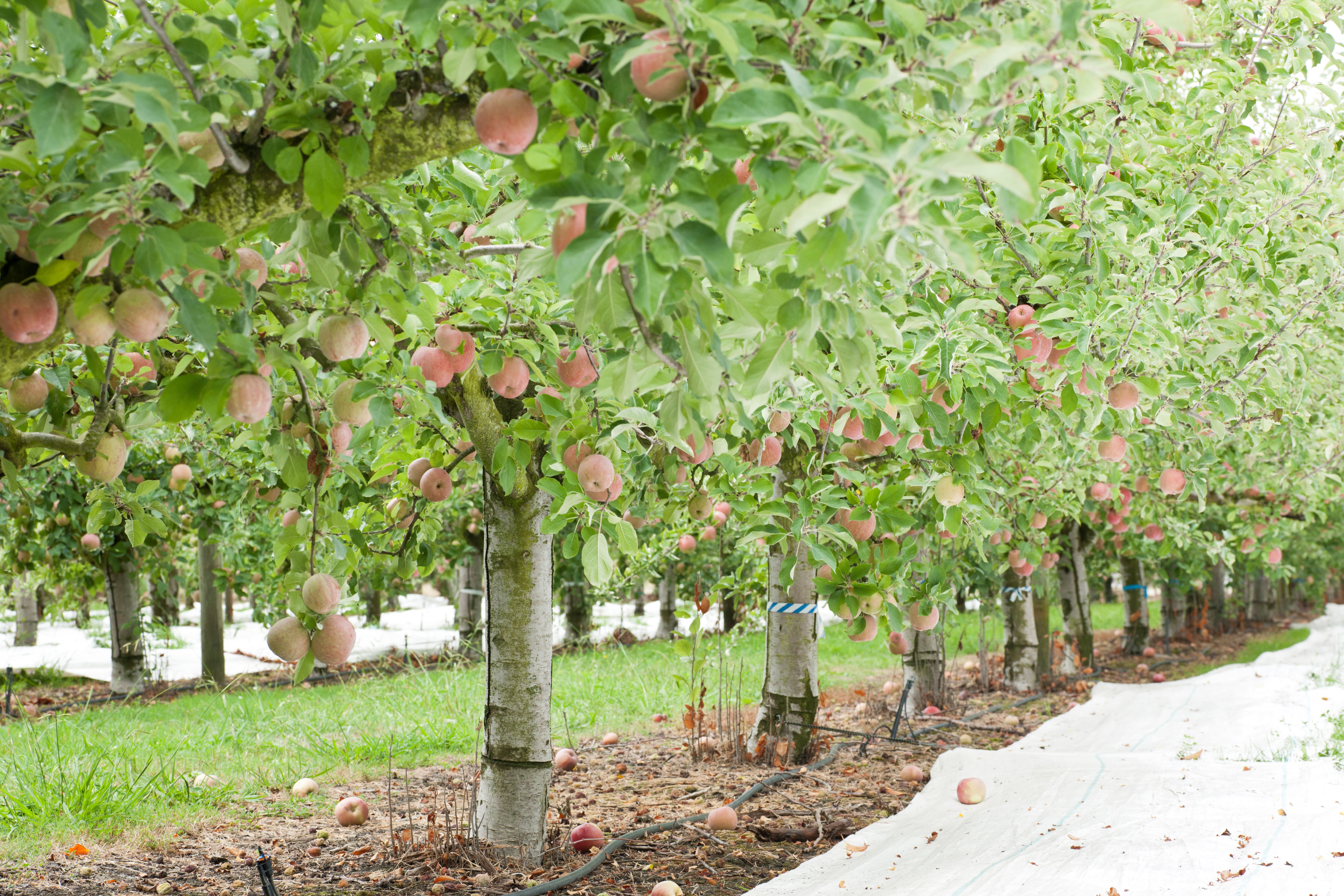 Looking underneath an orchard’s feet · Plant & Food Research