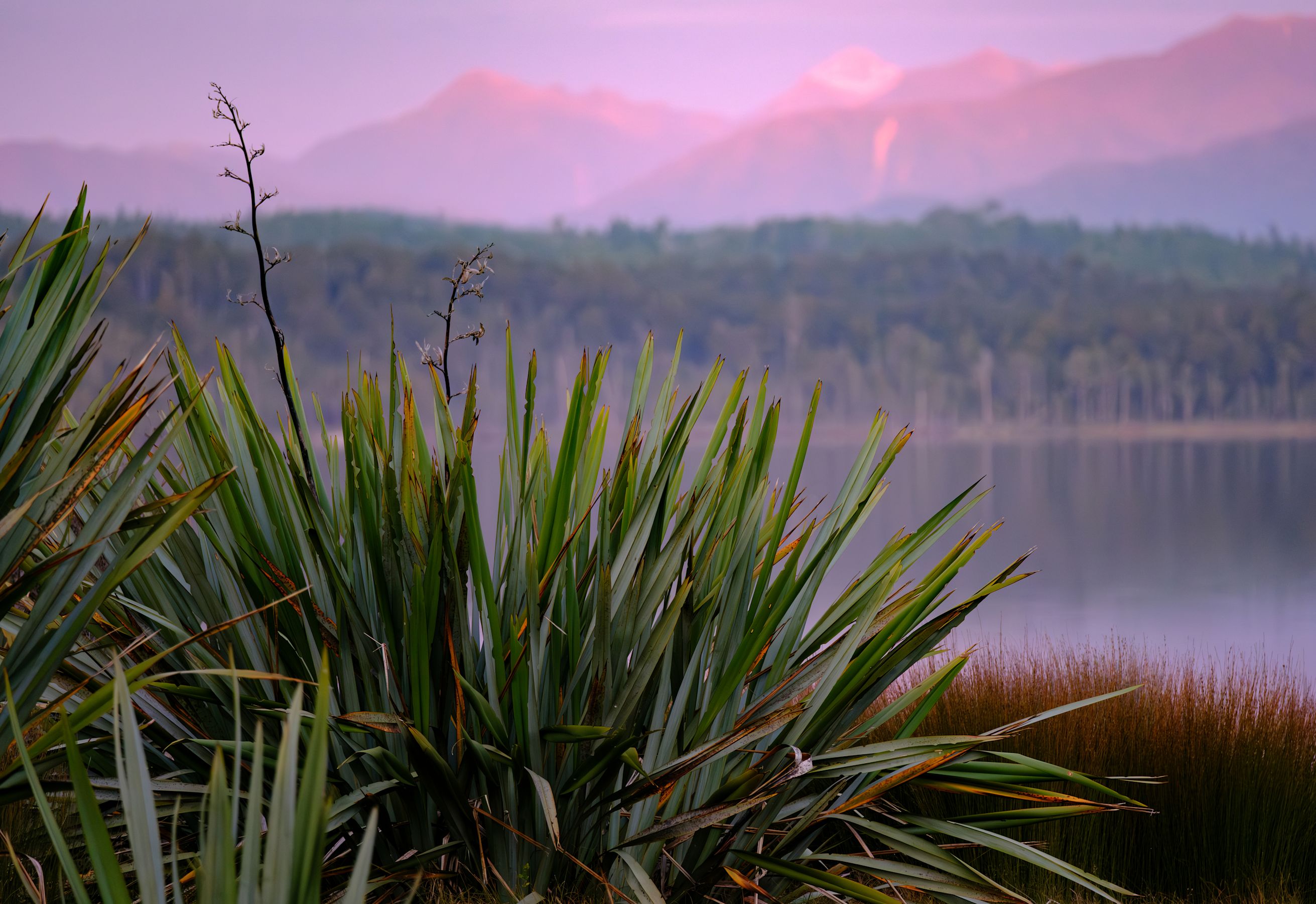 Reviving the Importance of Harakeke · Plant & Food Research