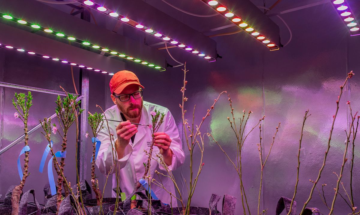 Reviving the Importance of Harakeke · Plant & Food Research