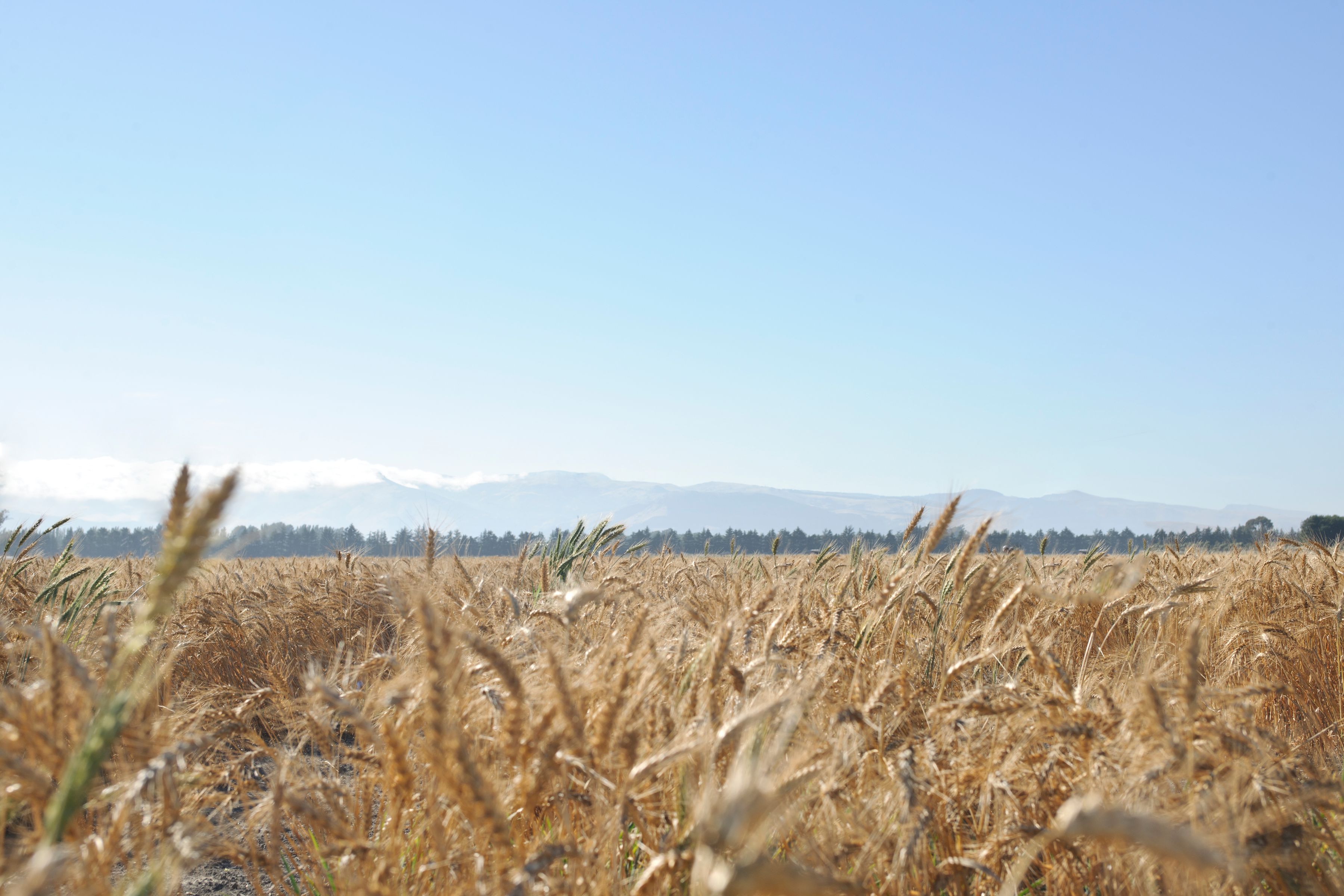 Arable crops · Plant & Food Research