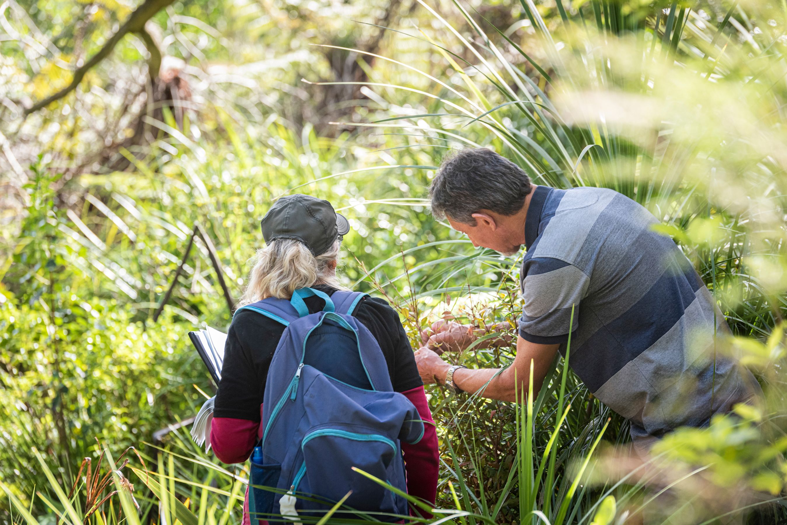 Saving rare swamp maire/tawake from myrtle rust · Plant & Food Research