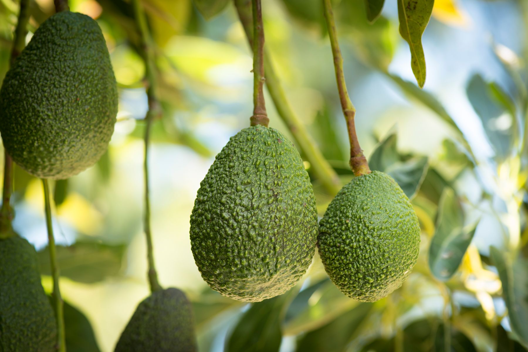 Tree crops · Plant & Food Research