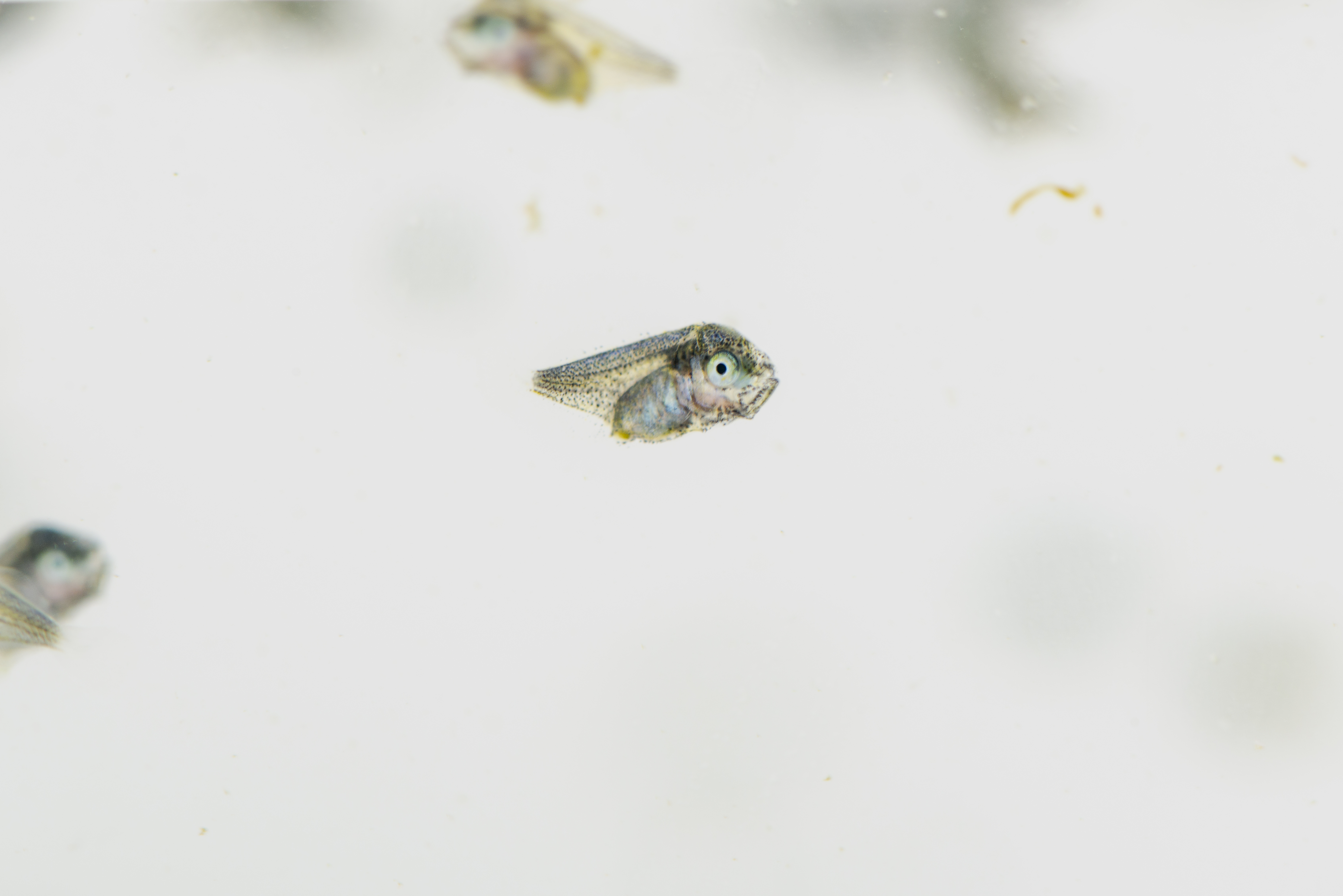 Diving into the fish gut microbiome · Plant & Food Research