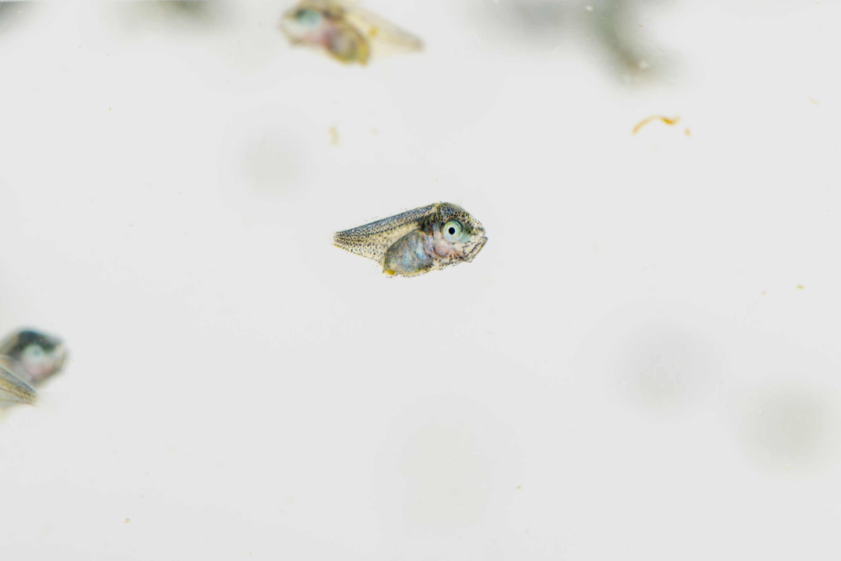 Diving into the fish gut microbiome · Plant & Food Research