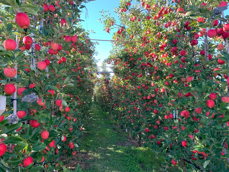 The Future Orchard · Plant & Food Research