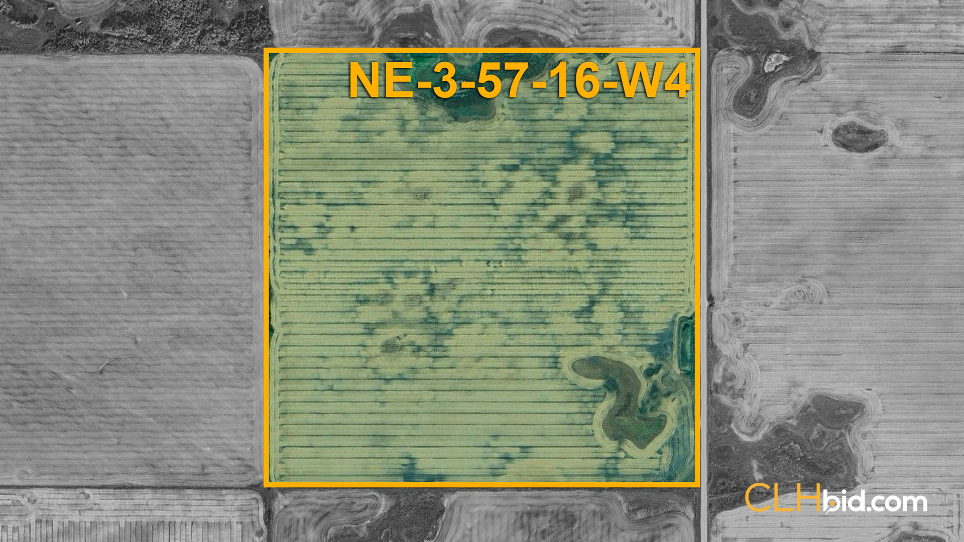 Andrew Primer | CLHbid.com