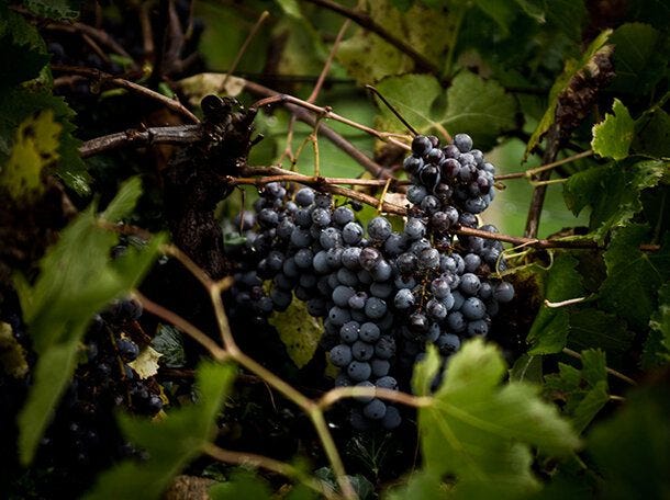 Vini dell’Etna: potenza che esplode in eleganza! | Bindella