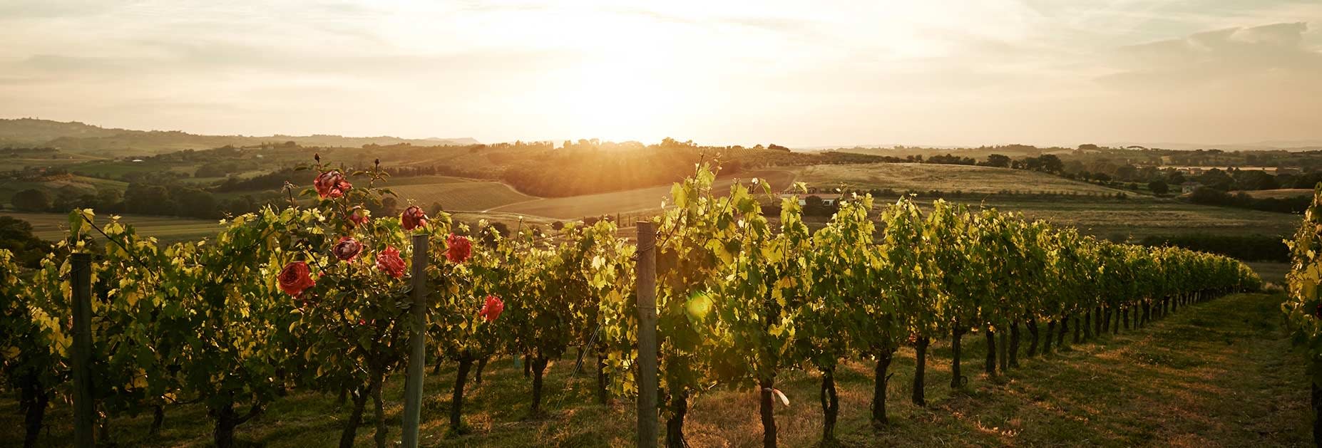 Bindella - Tenuta Vallocaia
