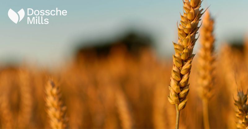 De vestigingen van Dossche Mills in België en Nederland | Samen halen ...