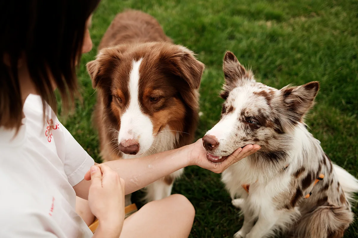 Est-ce une bonne idée d’avoir deux chiens ? Avantages et inconvénients ...