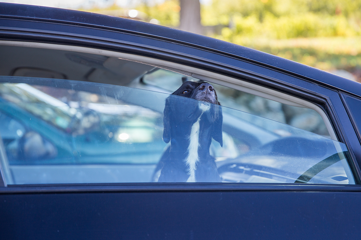Laisser Chien Dans Voiture