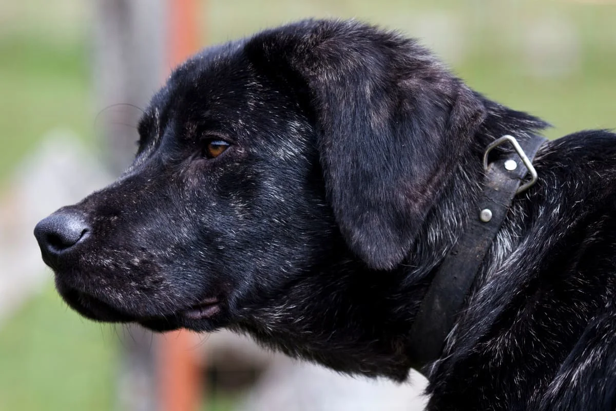 Le Chien de Castro Laboreiro : origines, caractère et comportement | Figo