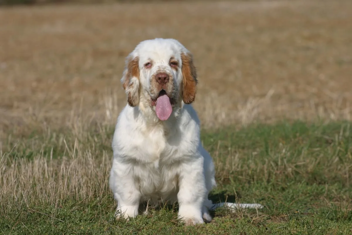 Le Clumber Spaniel : origines, caractère et comportement | Figo