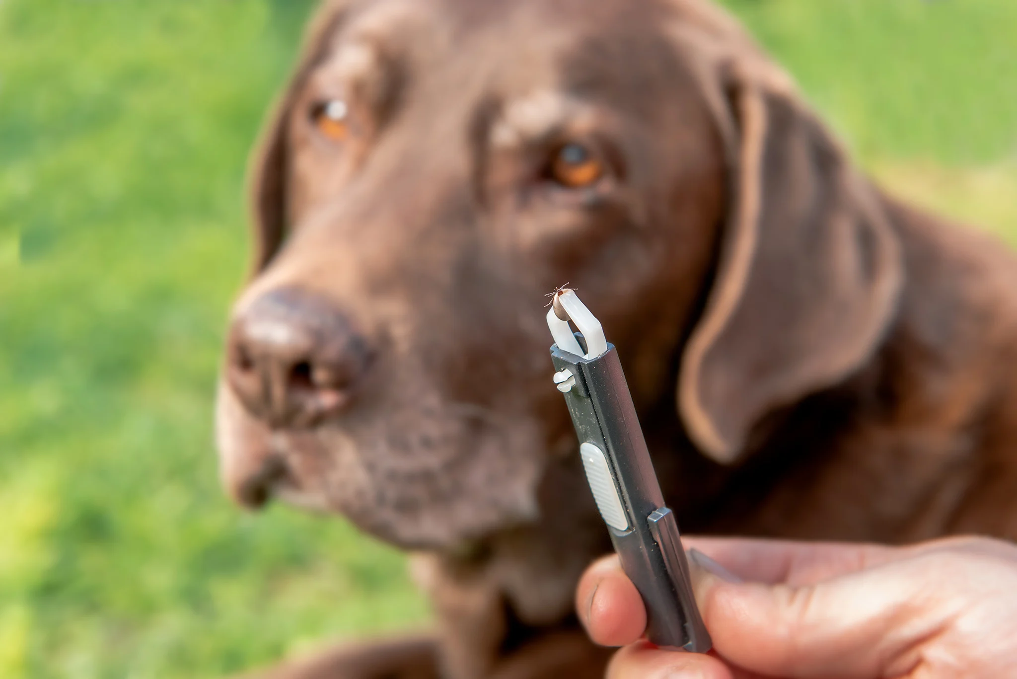Les tiques chez le chien : quel risque pour l'animal ? | Figo