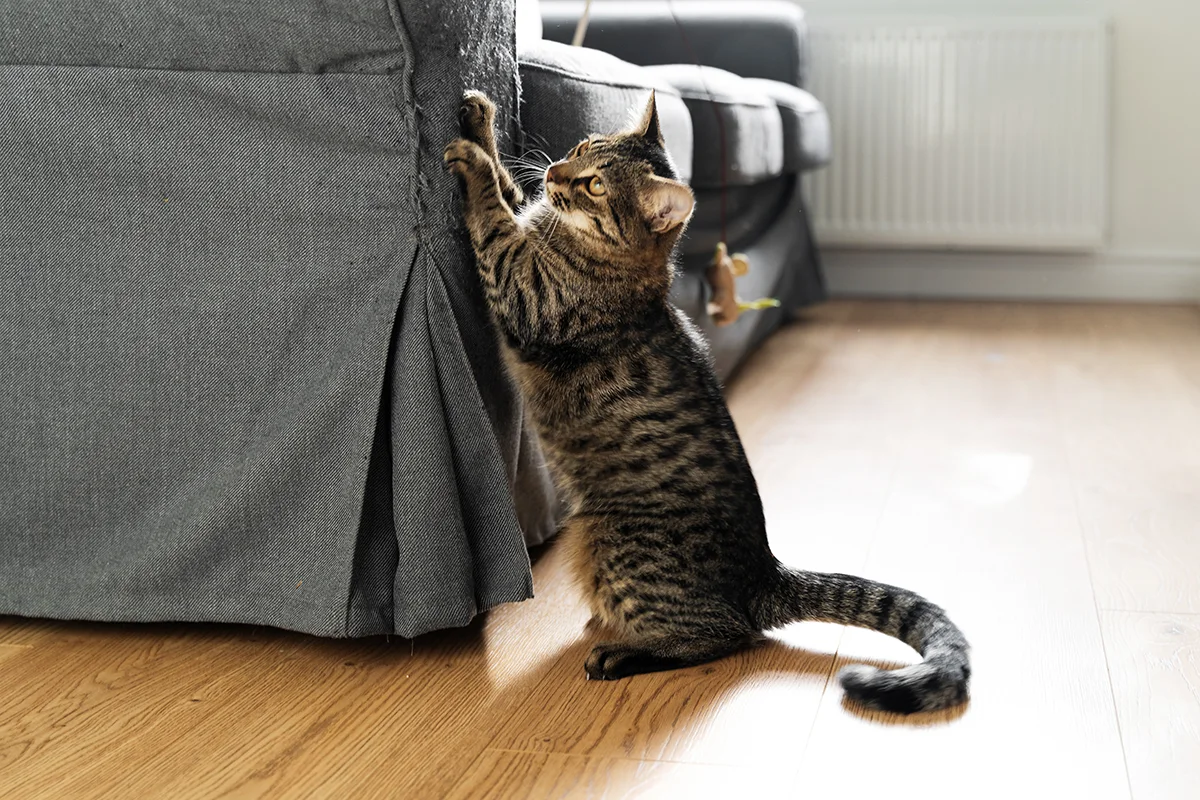 Mon chat griffe le canapé : comment l’en empêcher ? | Figo