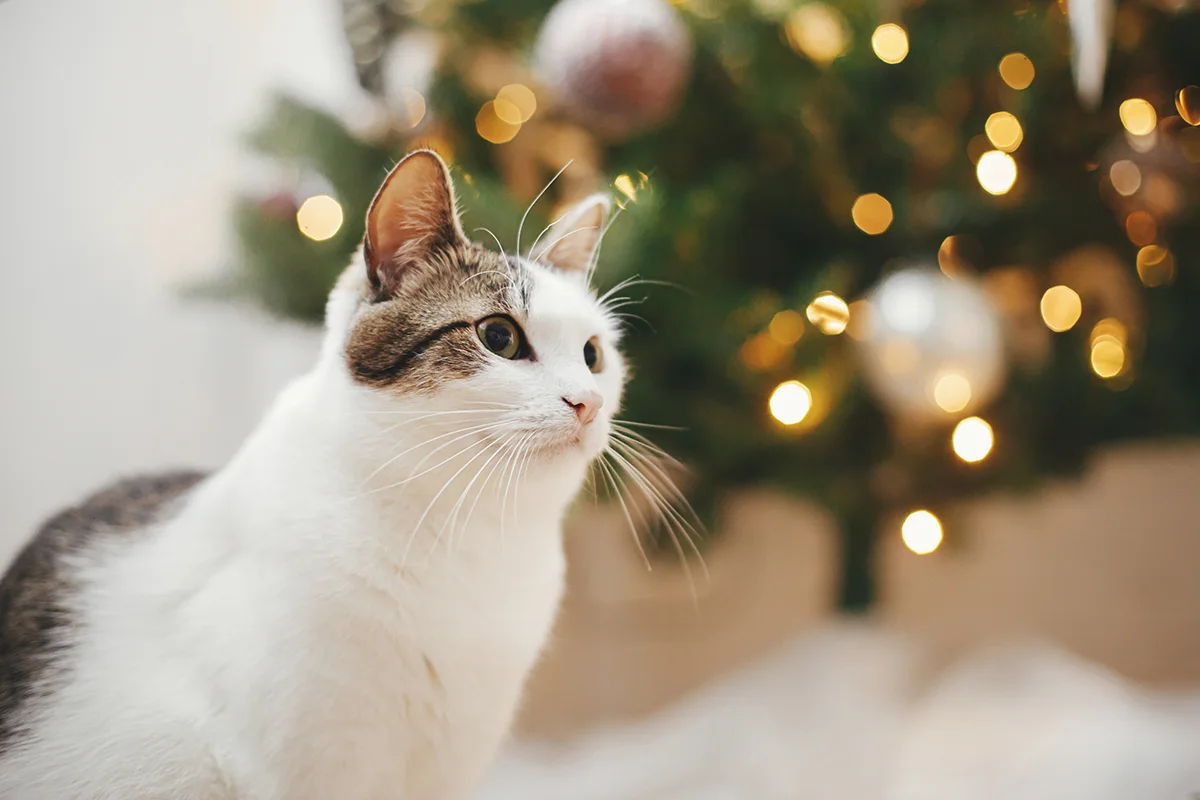 5 conseils pour fêter Noël avec votre chat sans stress | Figo