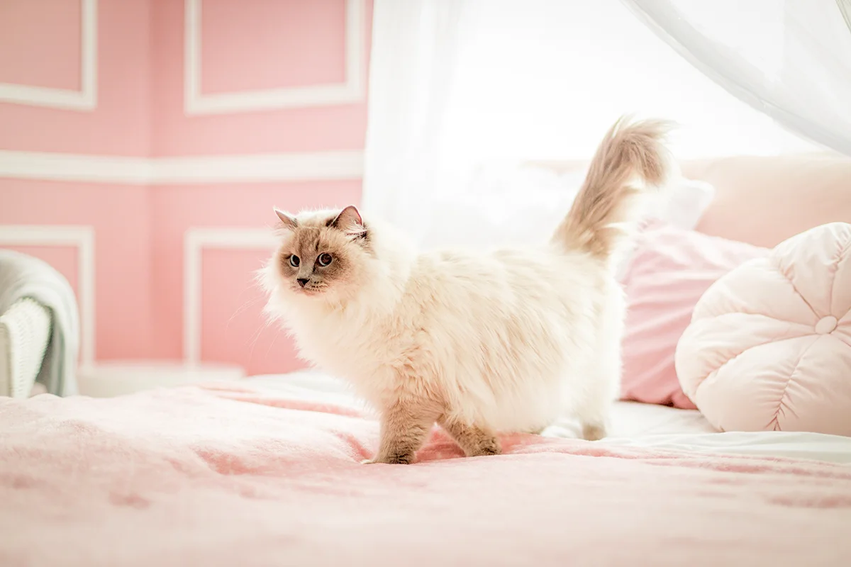 Top 10 des plus belles races de chats du monde | Figo