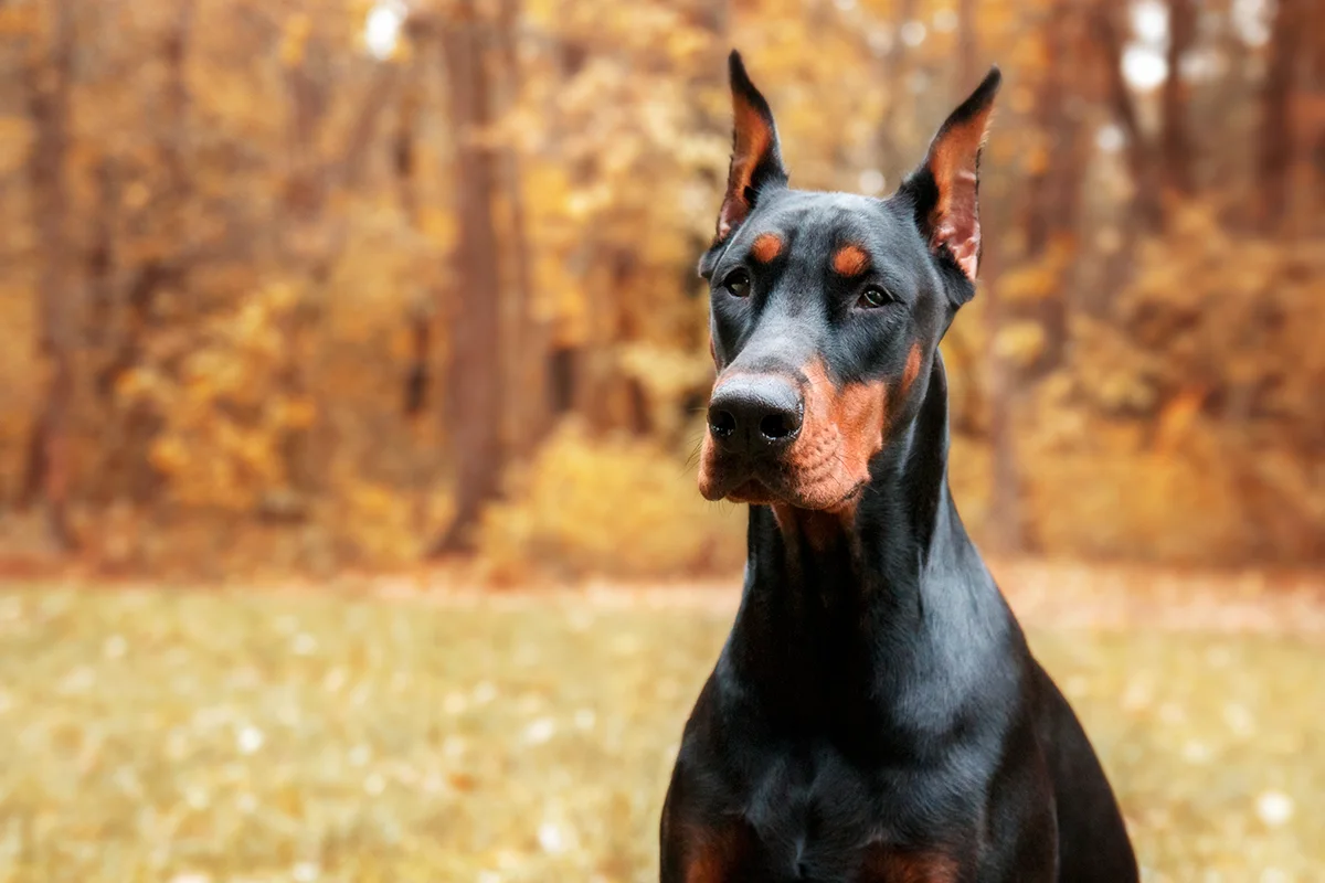 Le Dobermann : origines, caractère et comportement | Figo