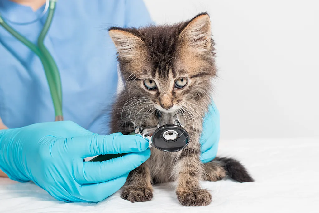 La PIF chez le chat : causes, symptômes et traitement | Figo