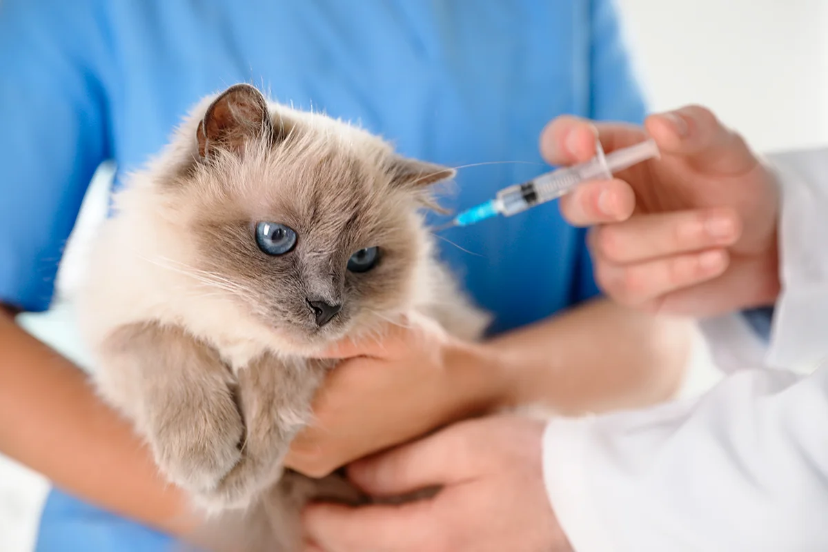 Faut-il vacciner un chat d’appartement ? | Figo
