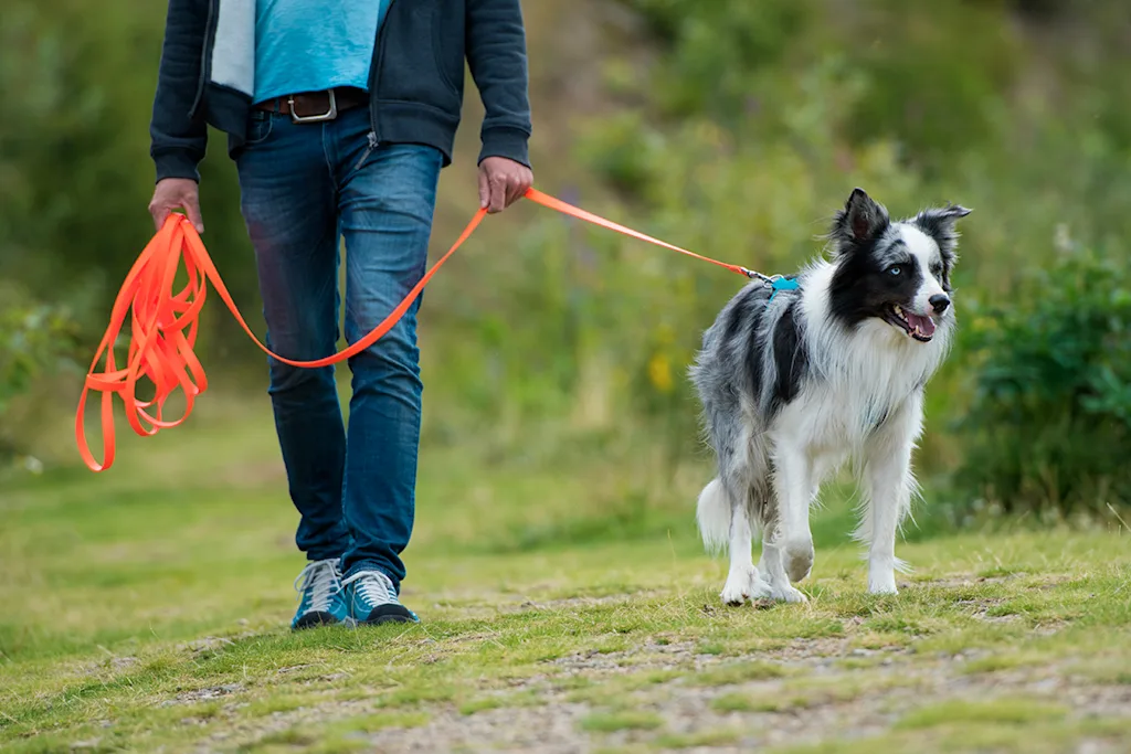Chien qui tire en laisse : comment lui apprendre à marcher calmement ...