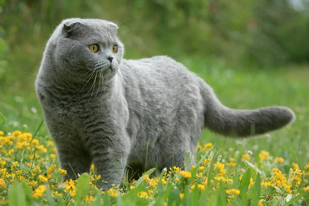 Le Scottish fold : origines, caractère et comportement | Figo