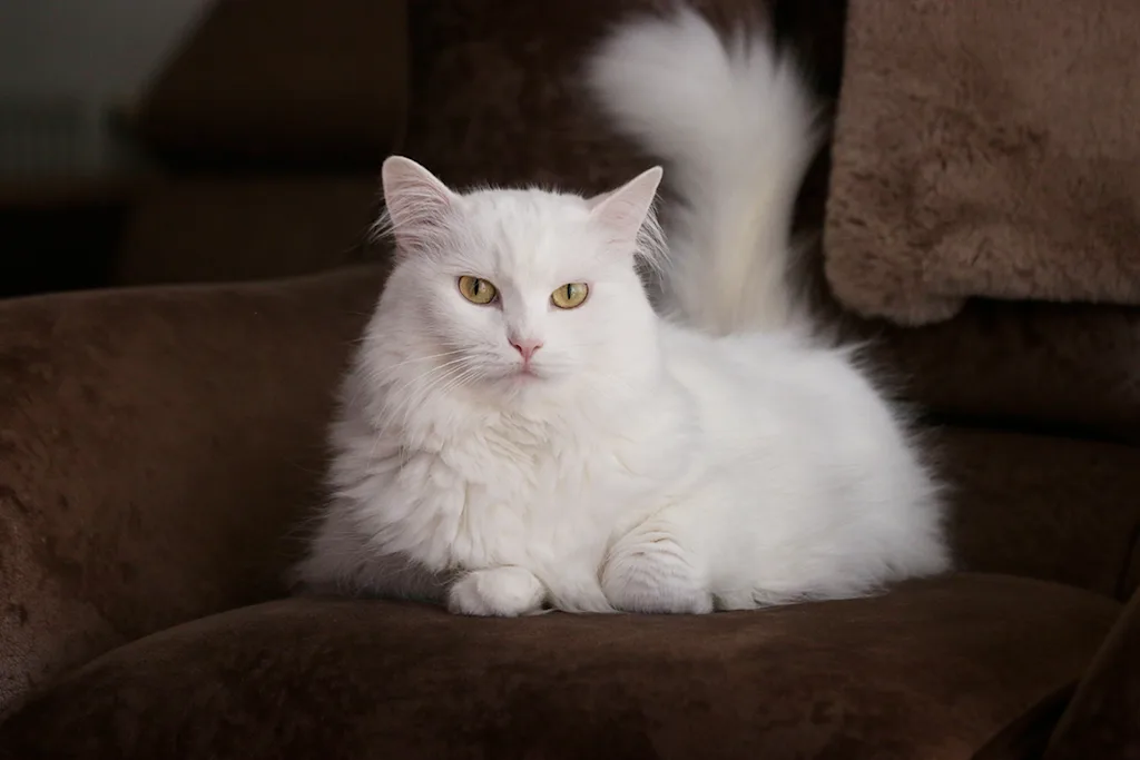 L'Angora turc : origines, caractère et comportement | Figo