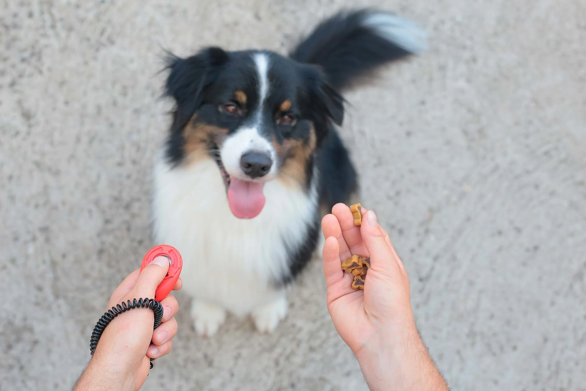 Initiation à l'entraînement au clicker pour chien I Figo | Figo