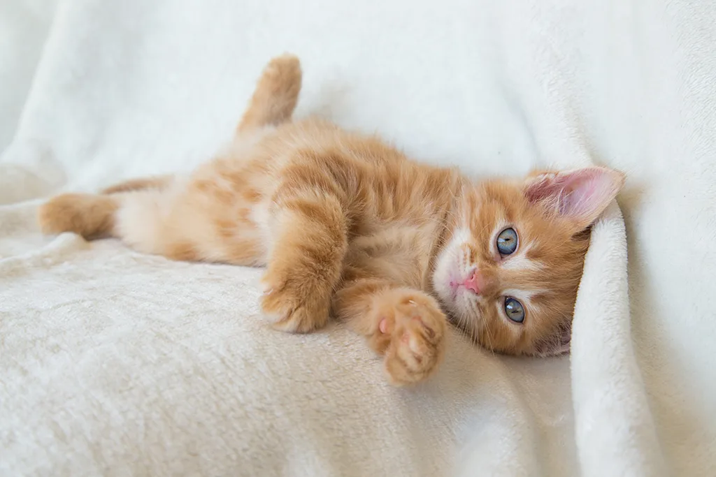 Comment déterminer le sexe d'un chaton ? | Figo