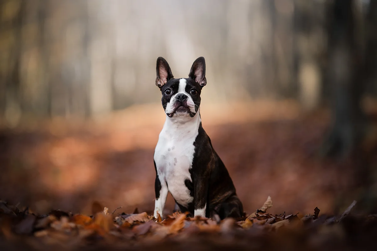 Le Boston Terrier : origines, caractère et comportement | Figo