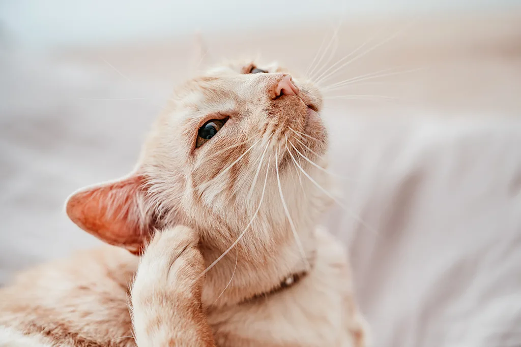Mon chat se gratte l'oreille : pourquoi, que faire ? | Figo