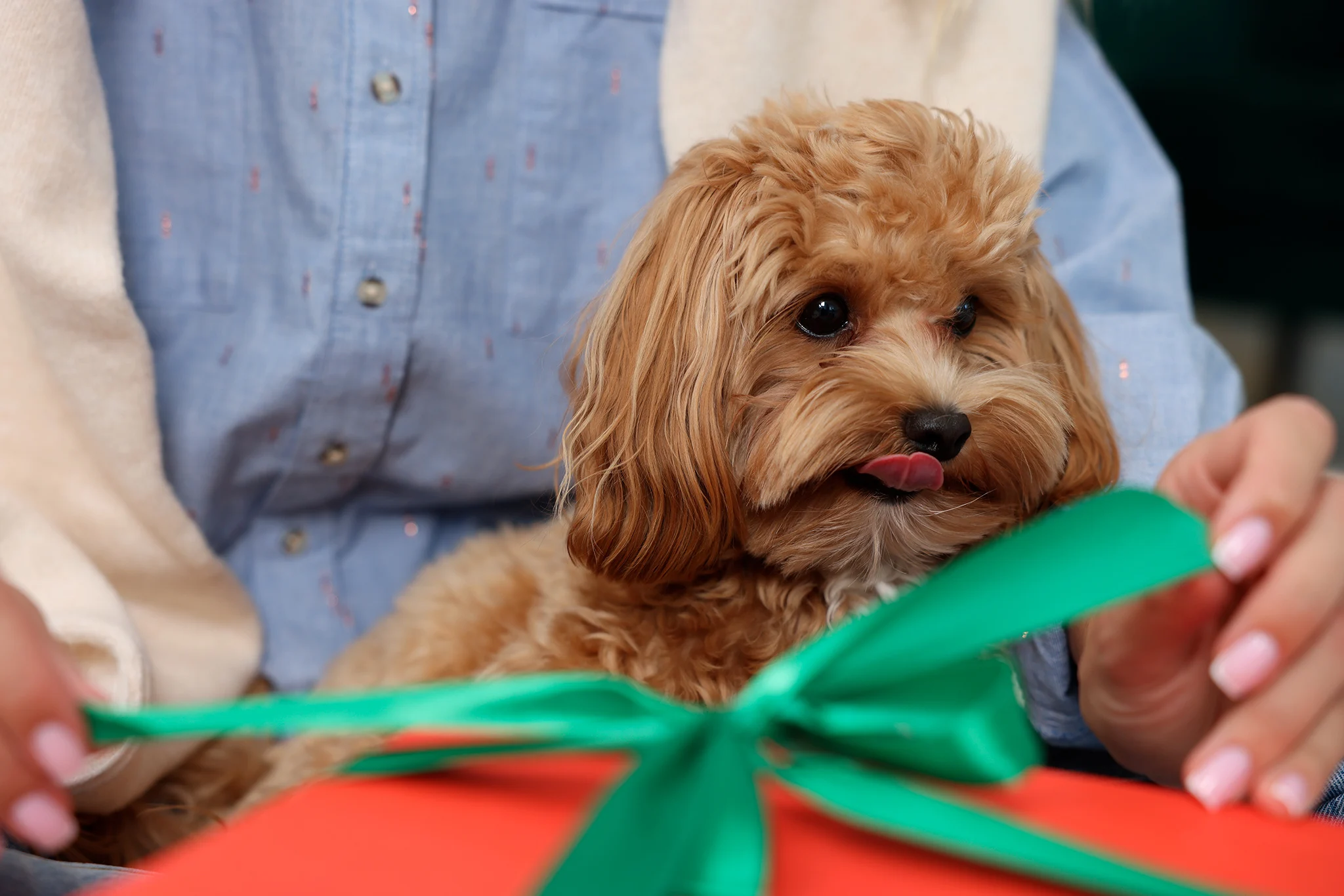 6 idées de cadeaux pour chien à offrir à Noël | Figo