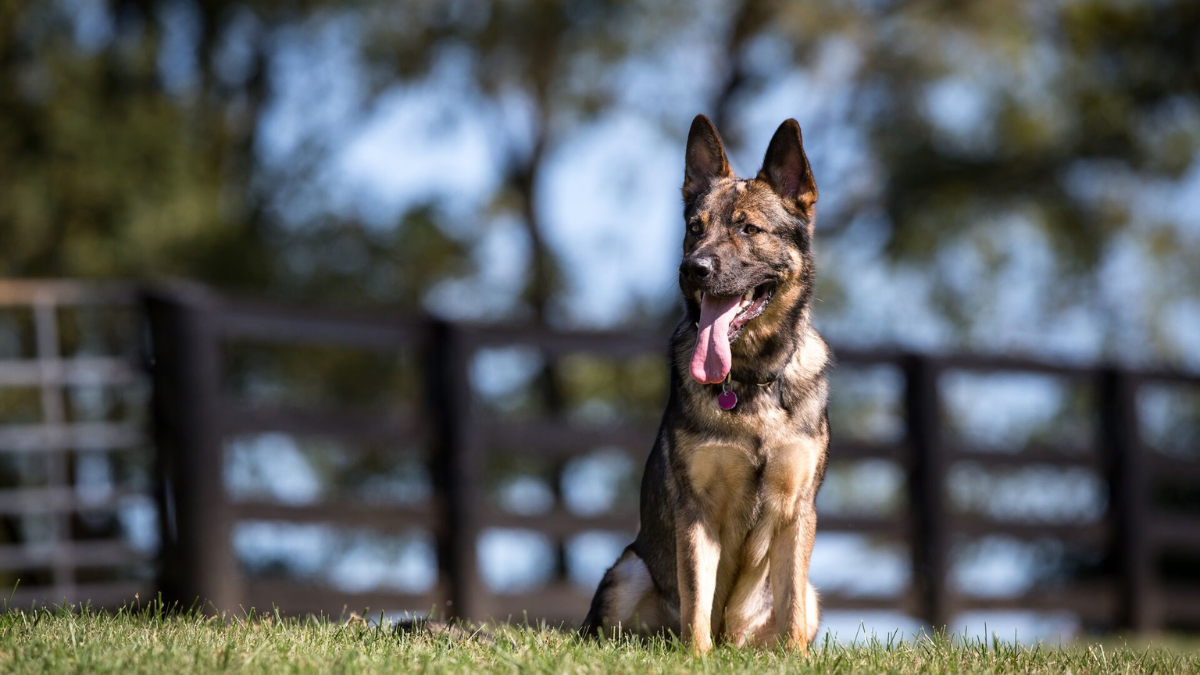 AAFCO’s new guidelines for pet food labeling